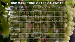 Grapes – HNP Boerdery